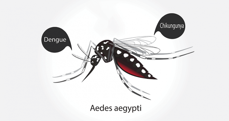 Chikungunya Vs Dengue – Know The Difference - Goodknight